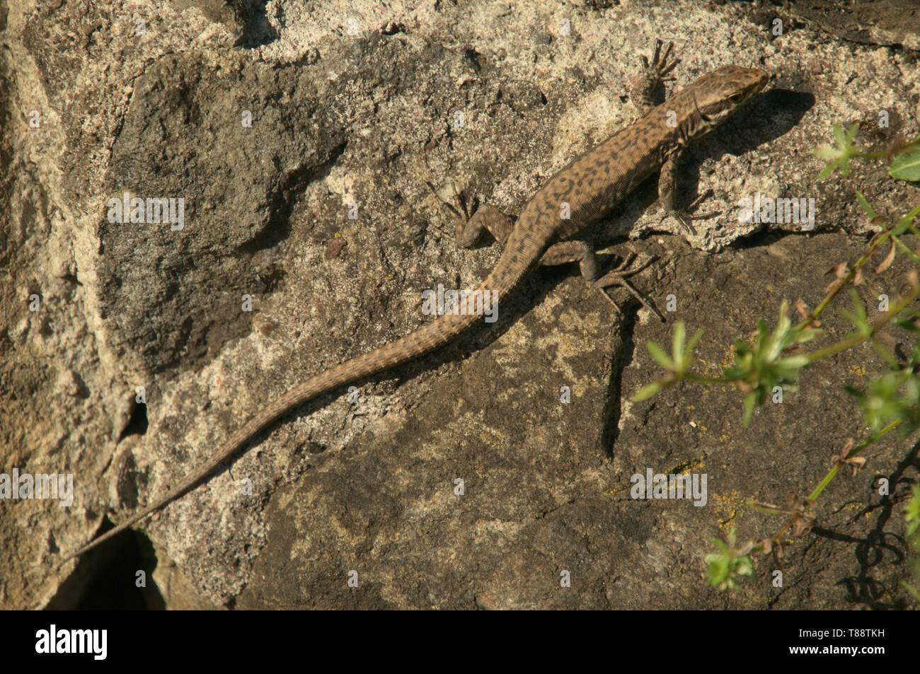 Podarcis muralis; wall lizard basking on wall by Lake Walen, Swiss Alps ...