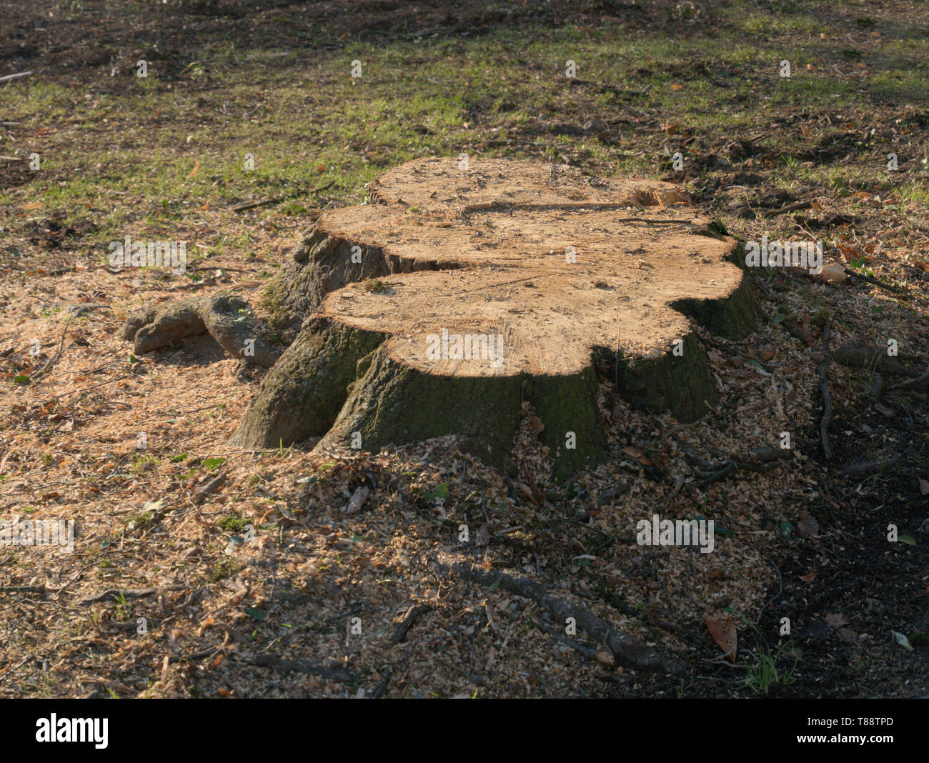Tree stump in lakeside gardens in Walenstadt, Swiss Alps Stock Photo ...