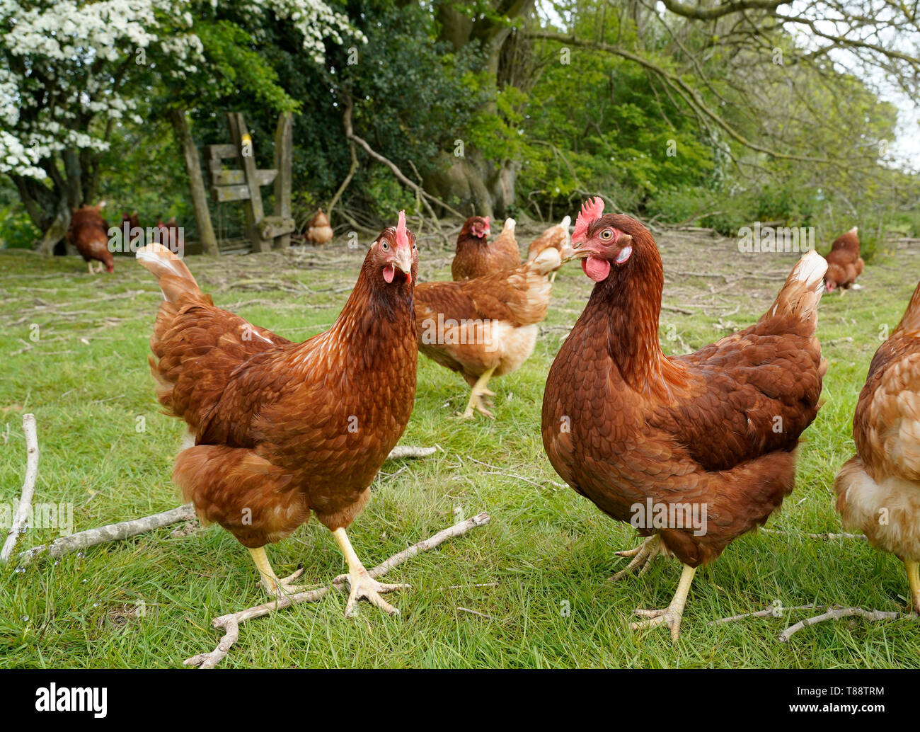 Free range poultry chicken farm - free range hen farm Stock Photo - Alamy