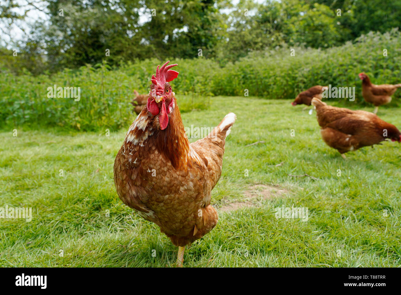 Free range poultry chicken farm - free range hen farm Stock Photo - Alamy