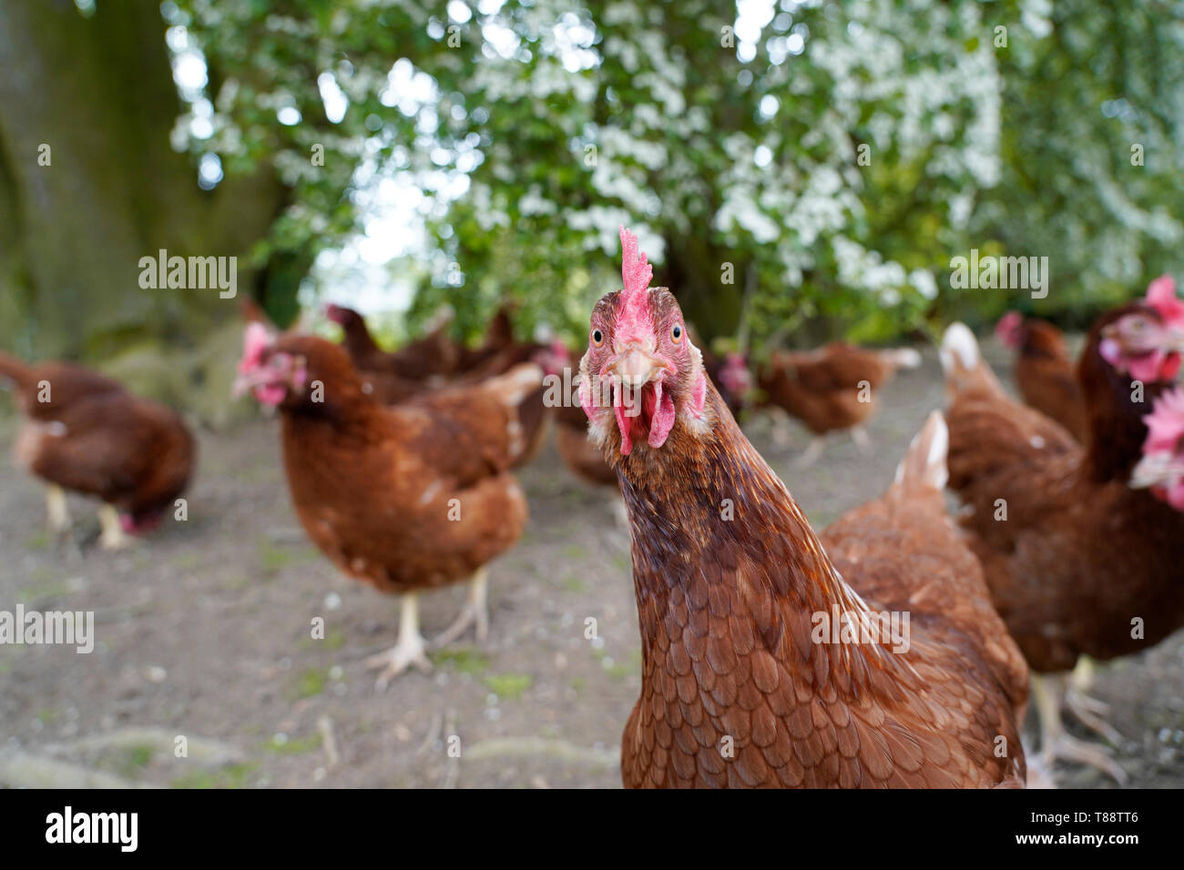 Free range poultry chicken farm - free range hen farm Stock Photo - Alamy