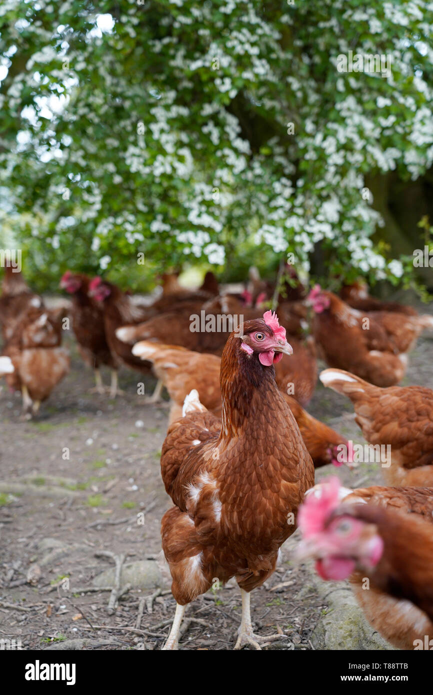 Free range poultry chicken farm - free range hen farm Stock Photo - Alamy
