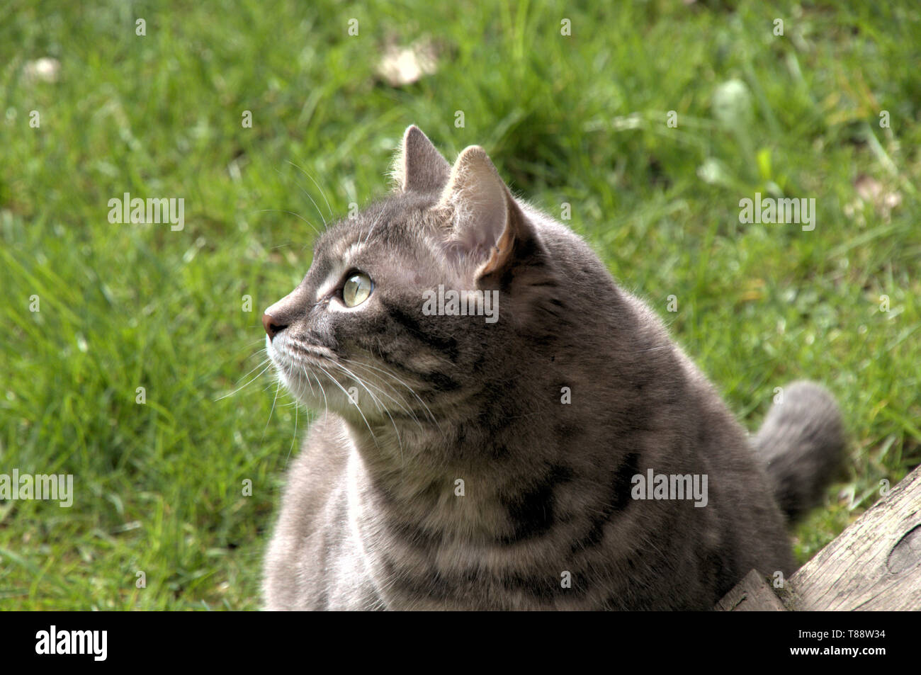 Predator ladder hi-res stock photography and images - Alamy