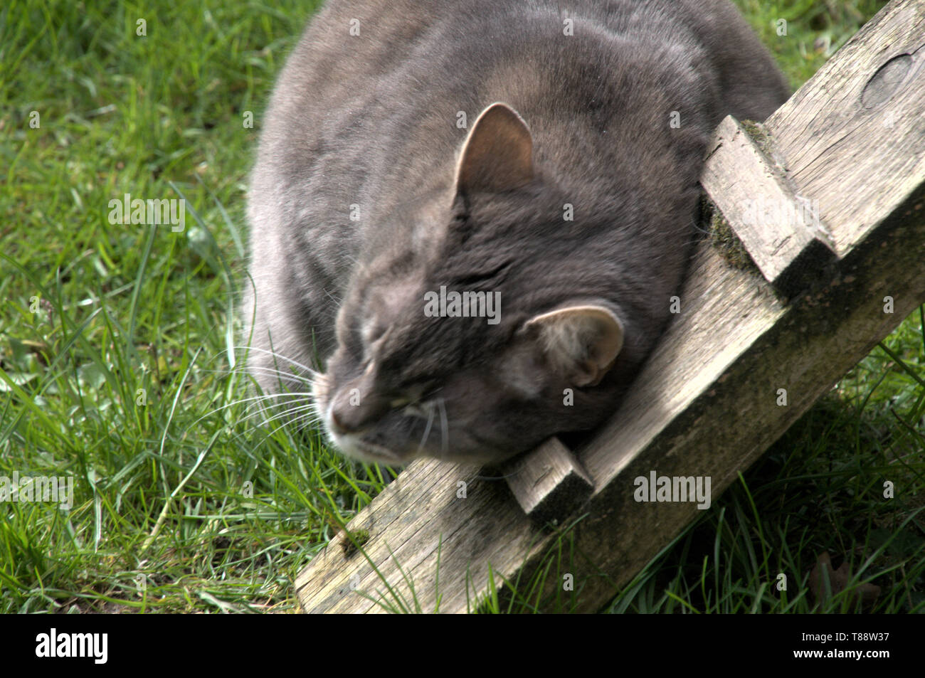 Cat ladder switzerland hi-res stock photography and images - Alamy