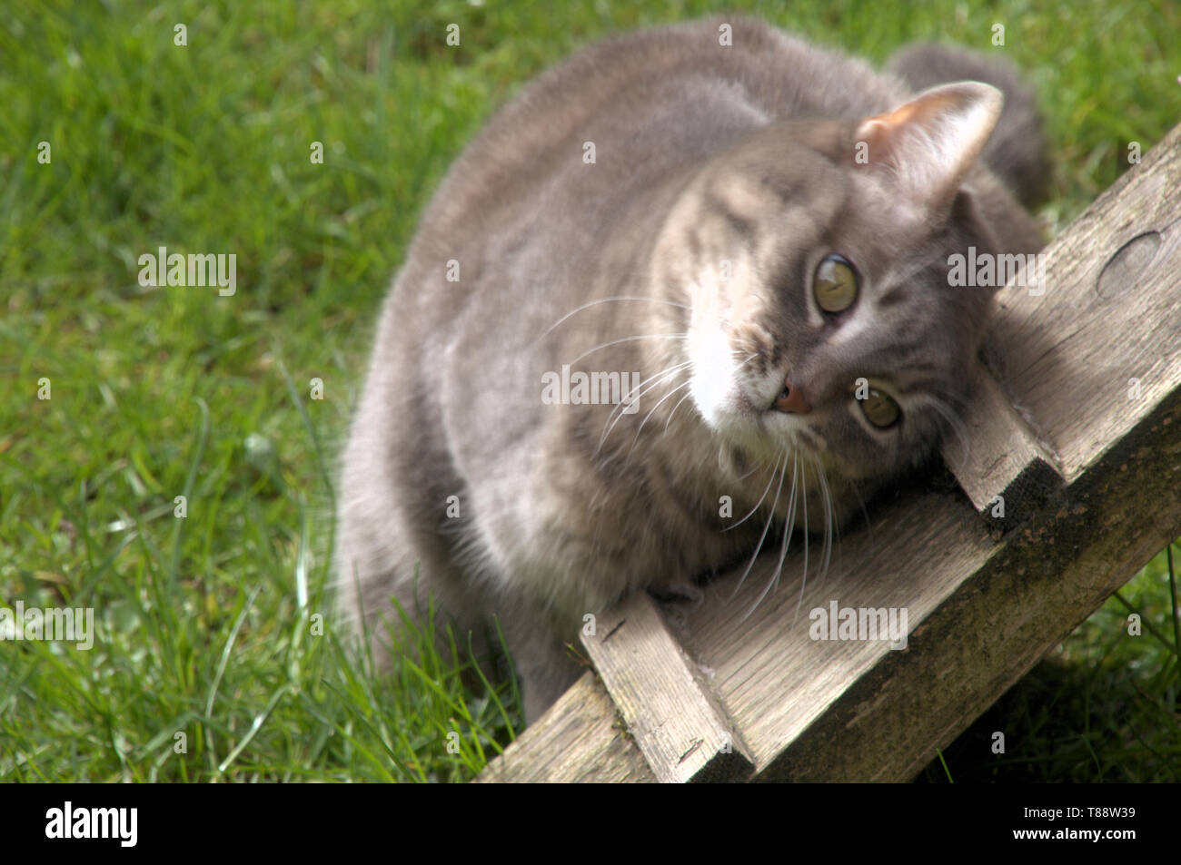 Grey tabby cat playing on cat ladder, Swiss village of Berschis Stock ...