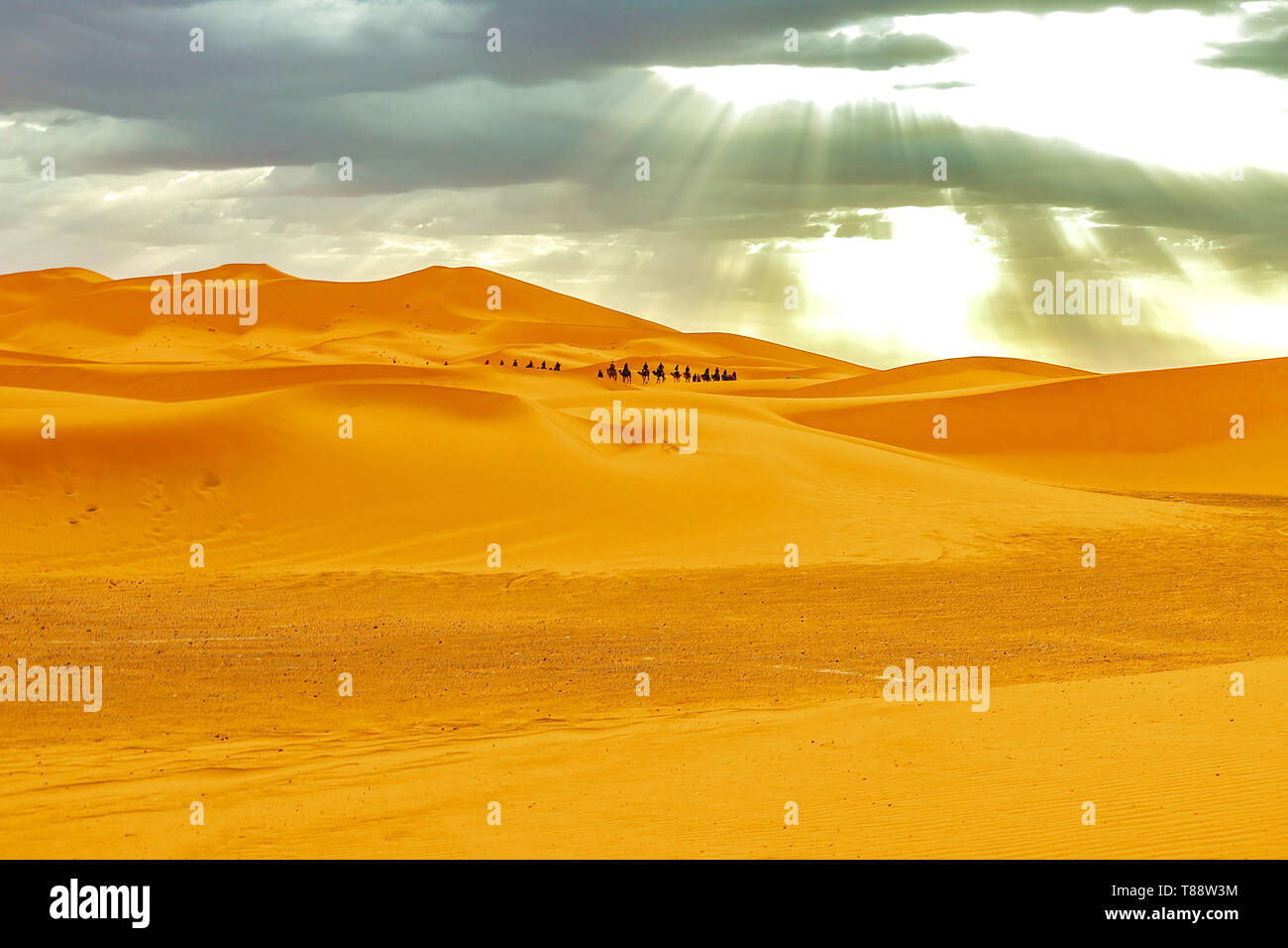 Caravan going through the sand dunes in the Sahara Desert, Morocco ...