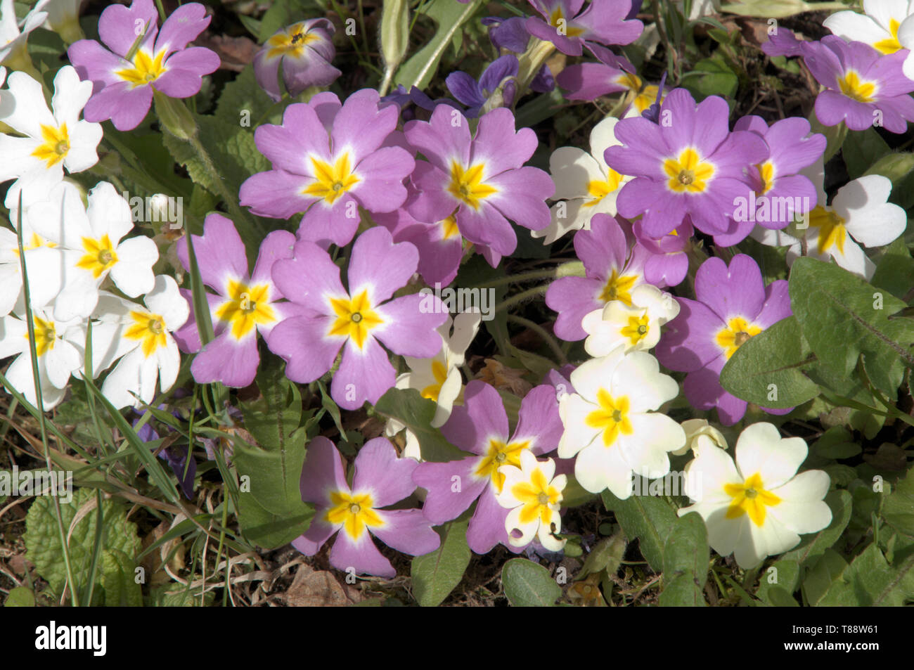 Pink alpine primulas flowers hi-res stock photography and images - Alamy