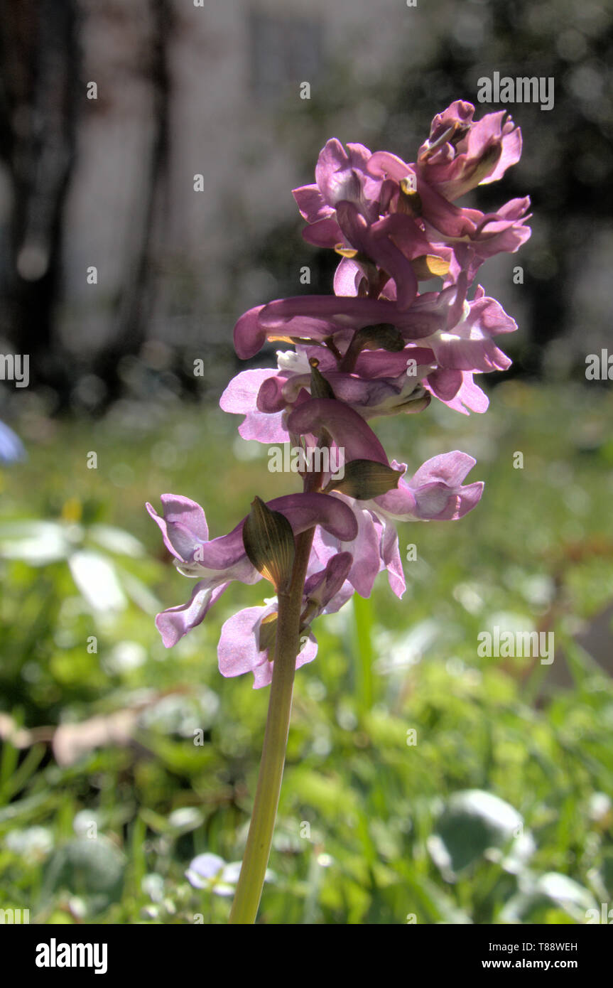 Suburban weed hi-res stock photography and images - Alamy