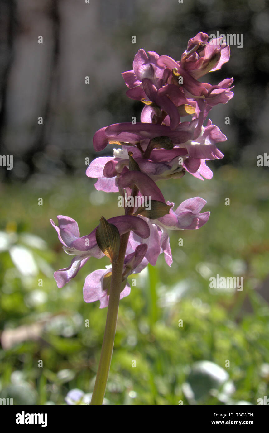 Suburban weed hi-res stock photography and images - Alamy