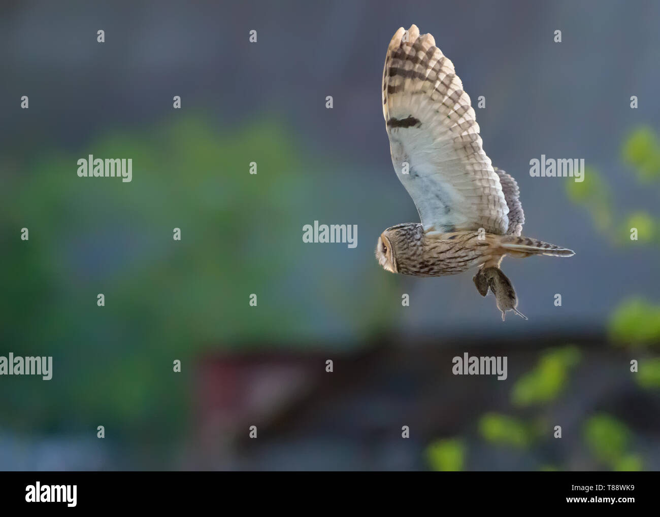 Long-eared owl flies with captured vole in claws at the sunset Stock ...