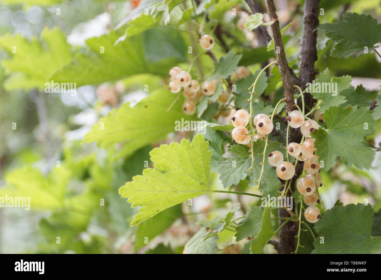 White currant blossom hi-res stock photography and images - Alamy