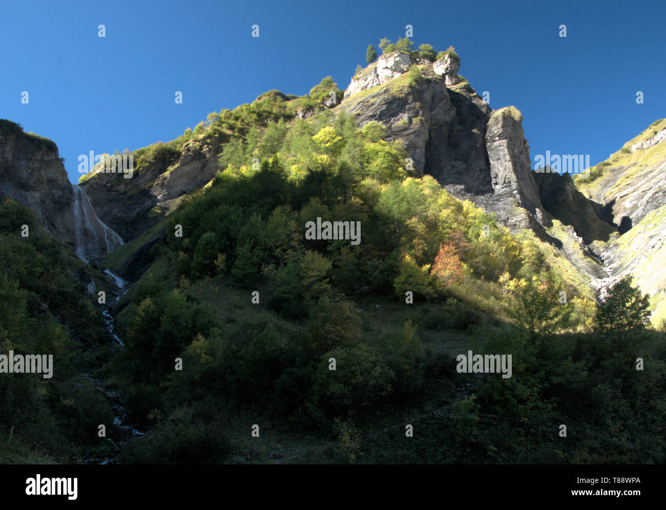 Sparse alpine woods in the Weisstannental, Swiss Alps Stock Photo - Alamy