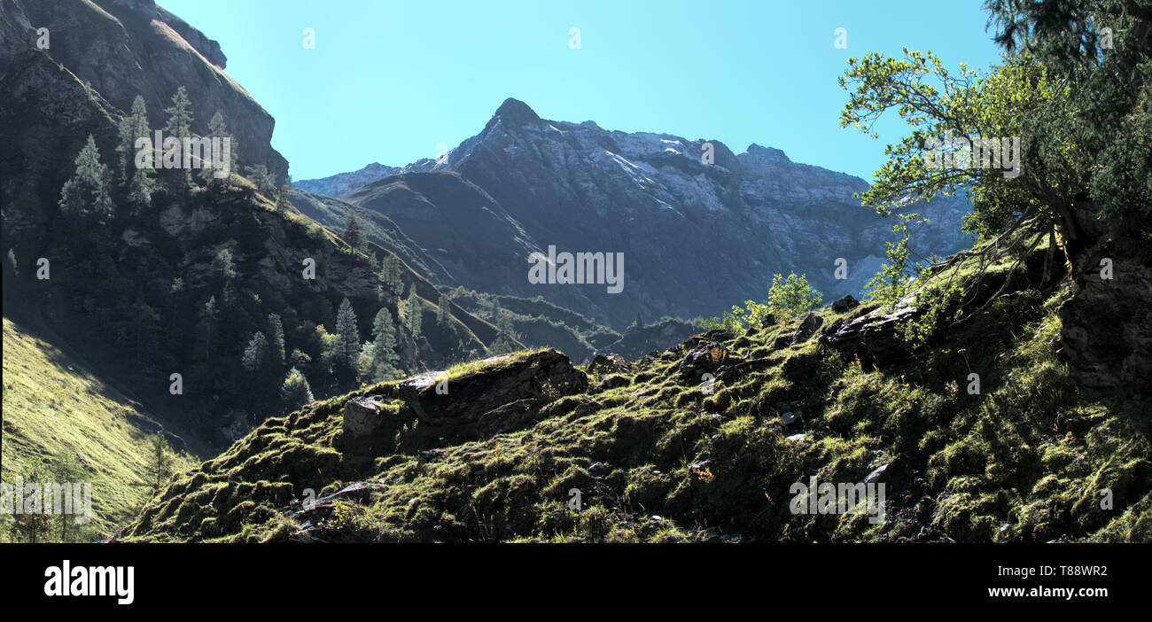 Sparse alpine woods in the Weisstannental, Swiss Alps Stock Photo - Alamy