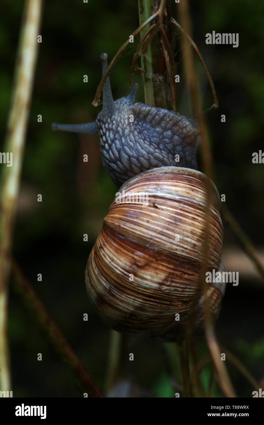 Helix pomatia, common names the Roman snail, Burgundy snail, edible ...