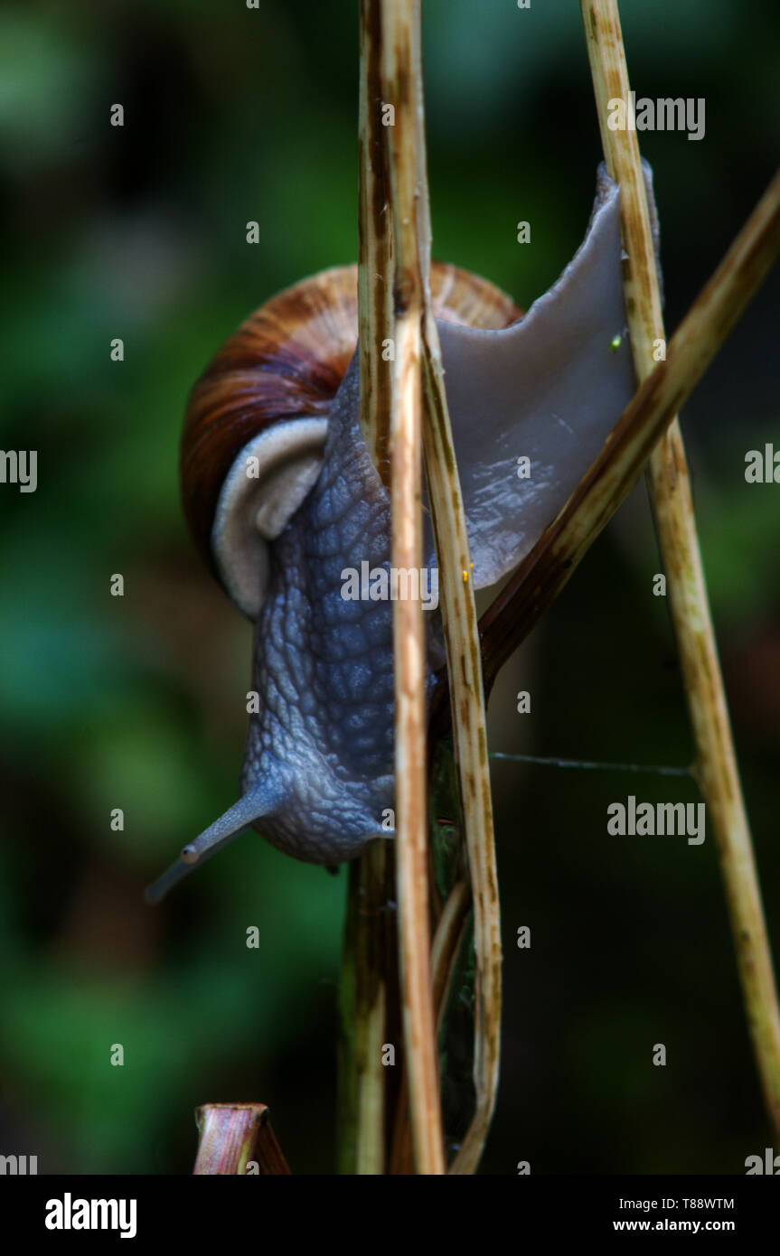 Helix pomatia, common names the Roman snail, Burgundy snail, edible ...
