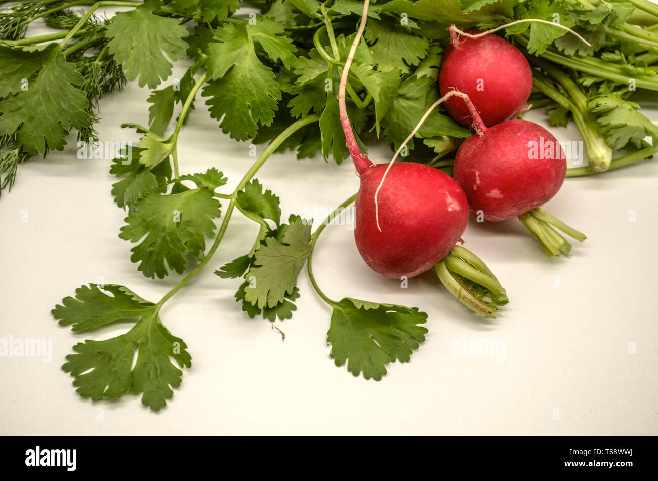 Three little round red radish with fresh cilantro sprigs on a white ...