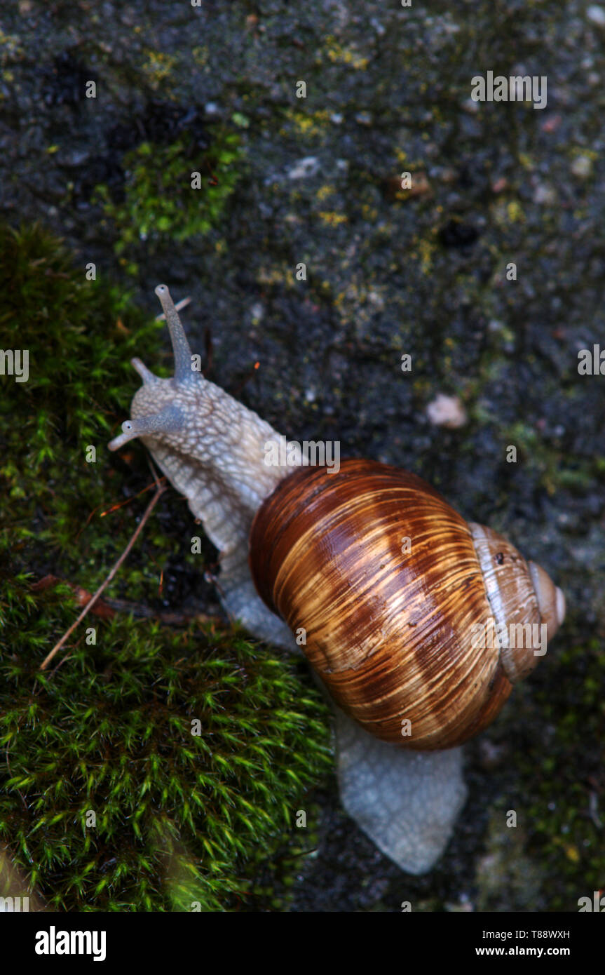 Helix pomatia, common names the Roman snail, Burgundy snail, edible ...