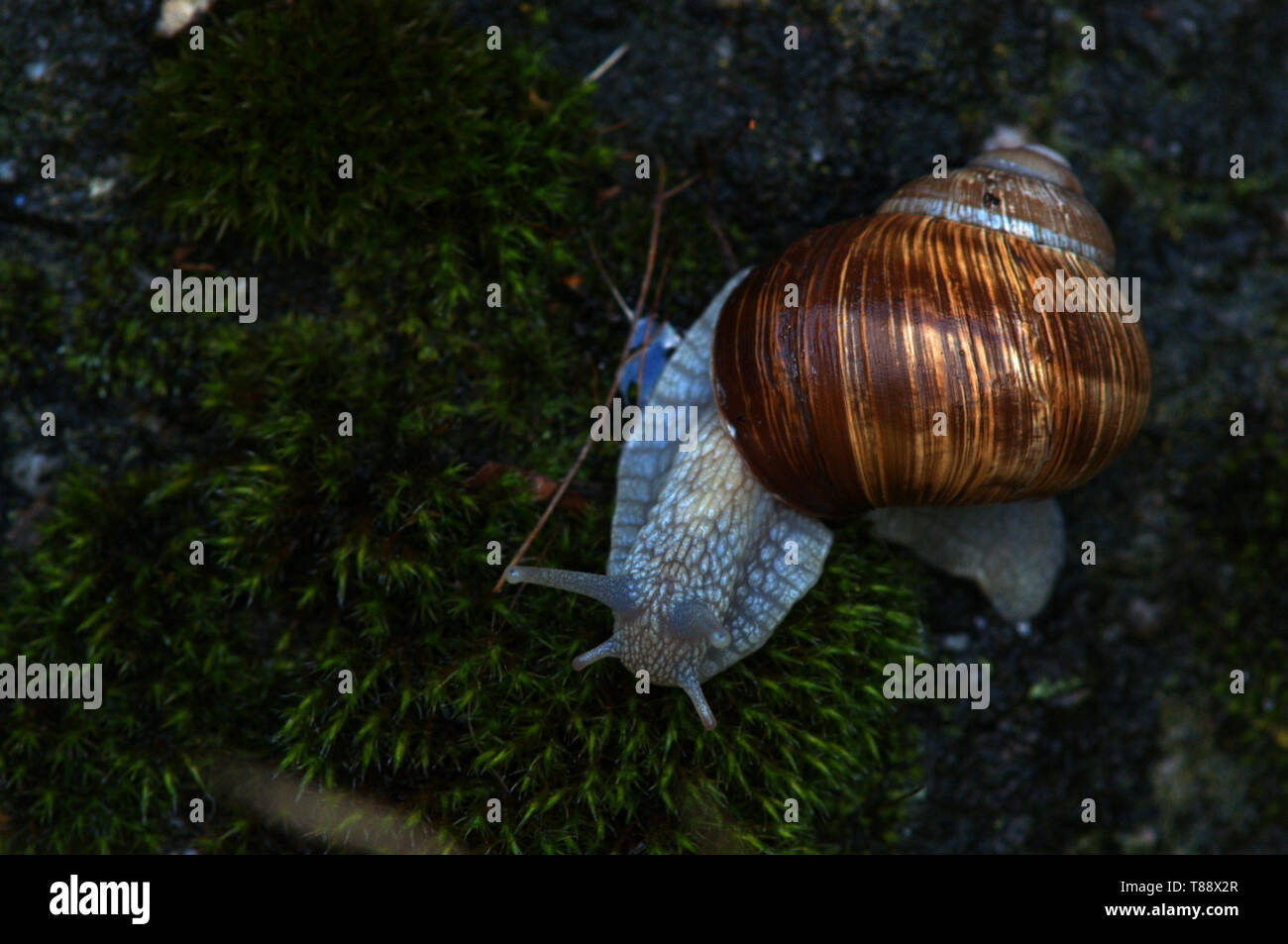 Helix pomatia, common names the Roman snail, Burgundy snail, edible ...