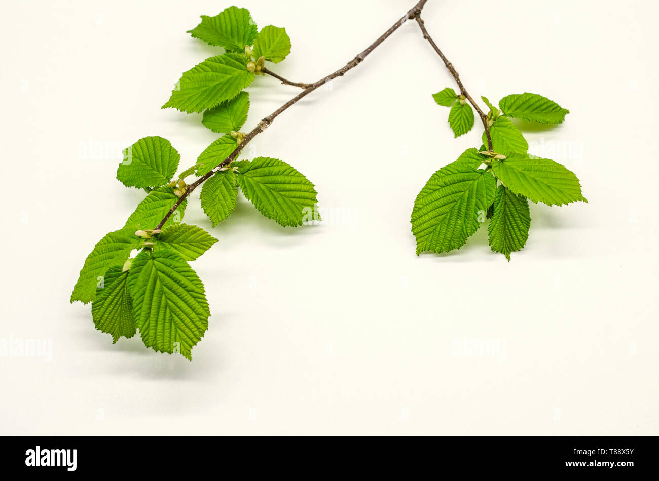 Spring branch of hazel with first light green, tender, corrugated ...