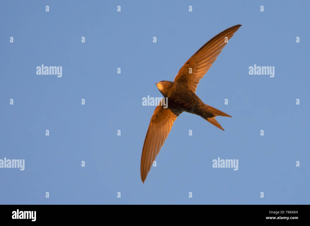 Common swift in flight at the sunset Stock Photo - Alamy