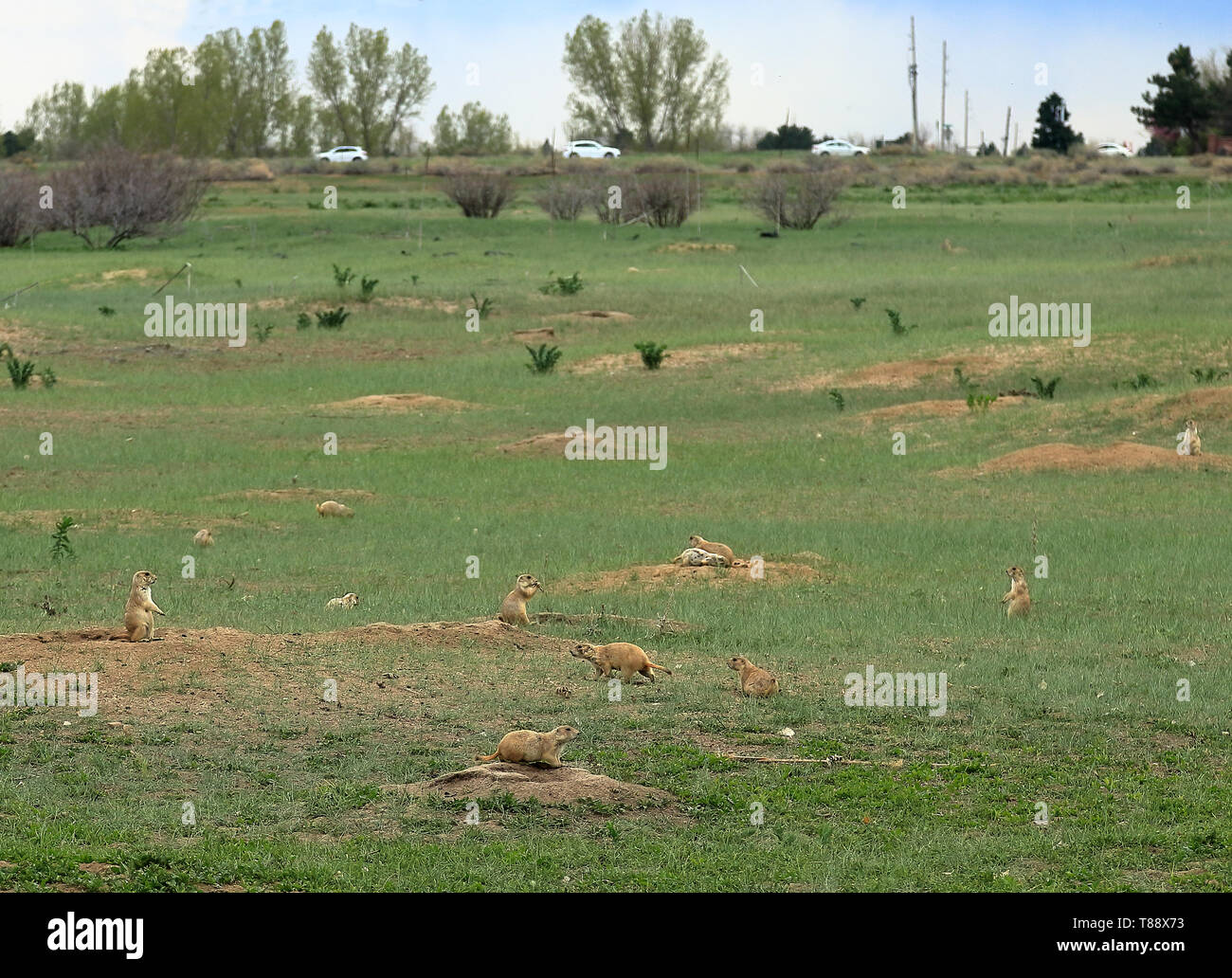 Prairie dogs colony in Cherry Creek State Park, Denver, Colorado Stock ...