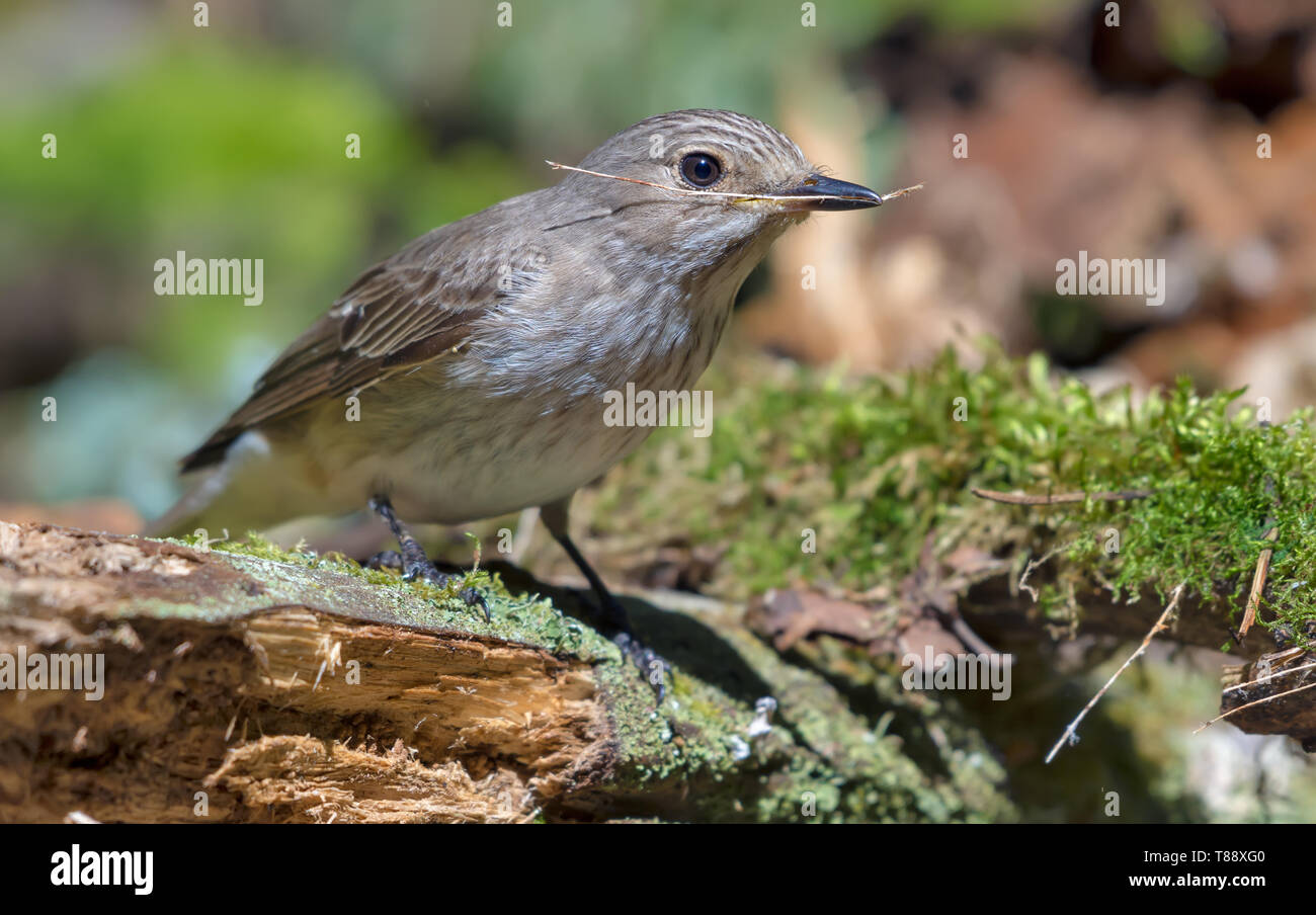 Spotted Flycatcher collects little twigs and sprigs for nest building ...
