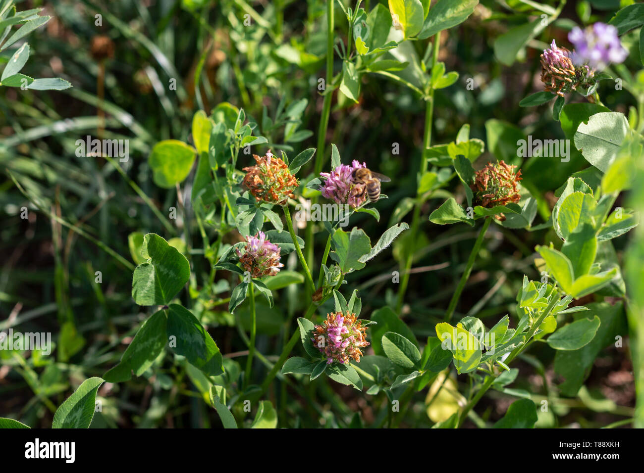 Field clover in bloom hi-res stock photography and images - Alamy