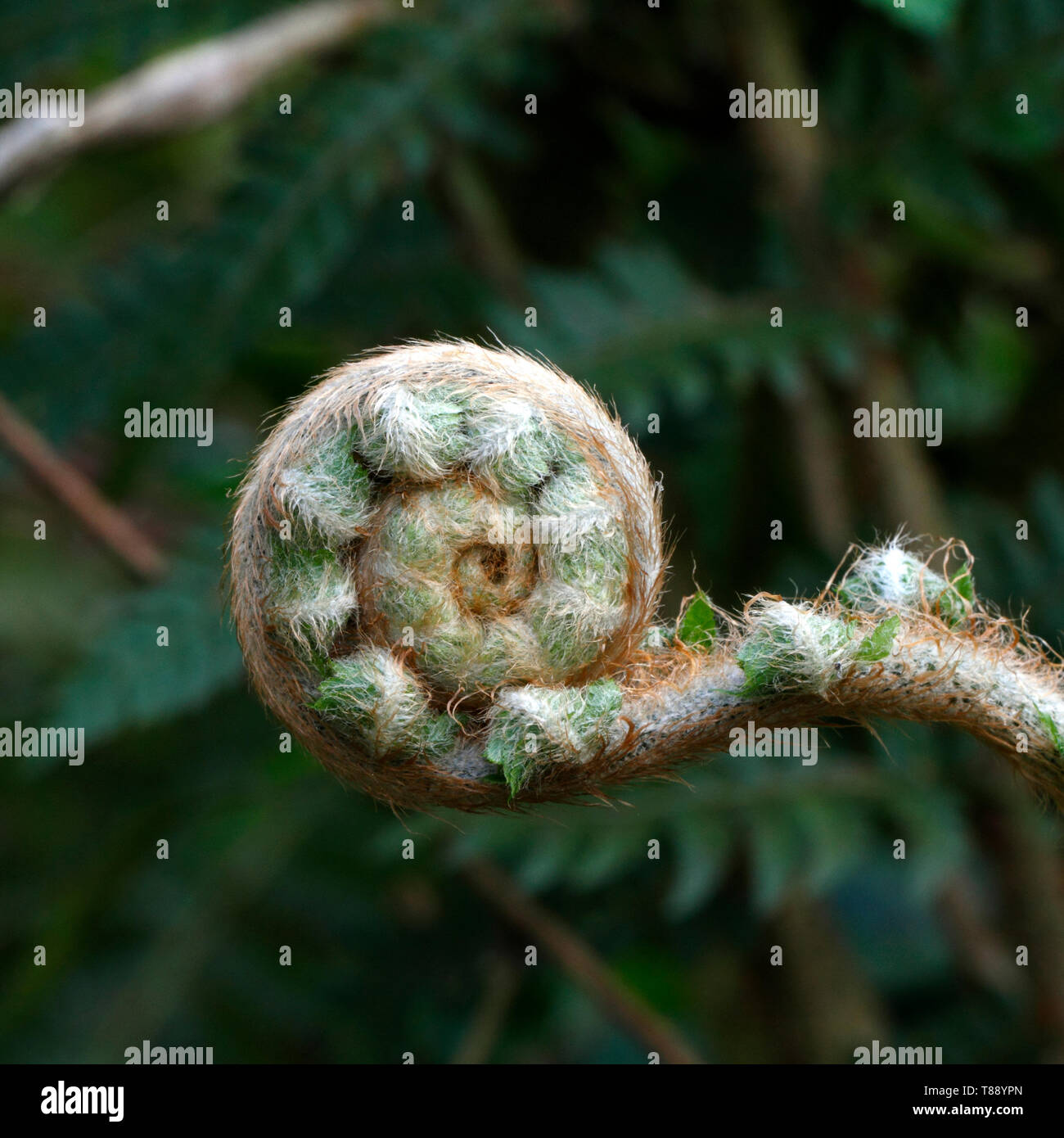 natural spiral, nature, fern, ferns Stock Photo - Alamy
