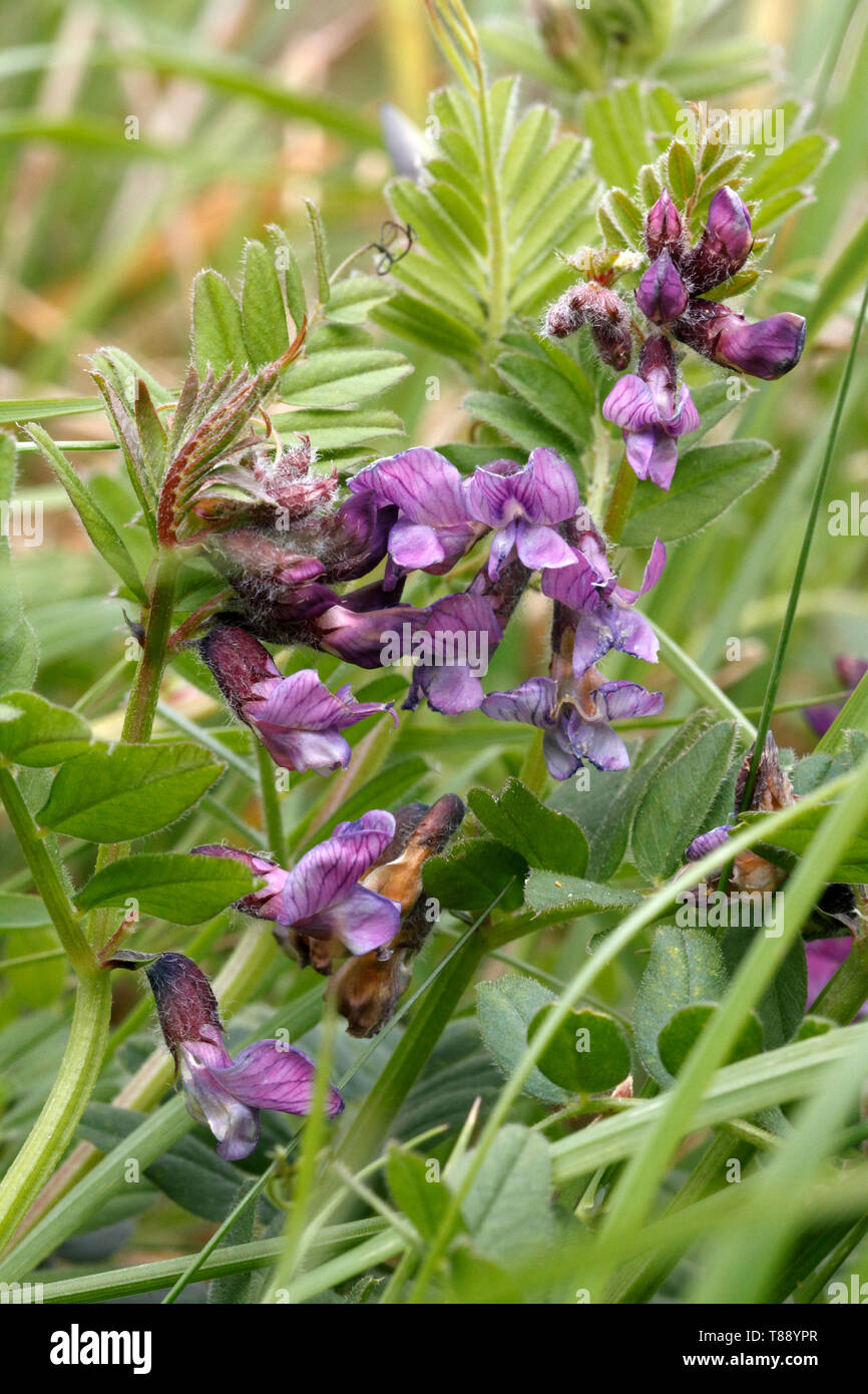 Vicia climber hi-res stock photography and images - Alamy