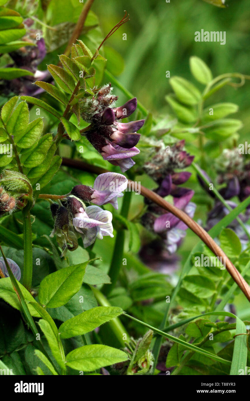 Fabaceae family vetch hi-res stock photography and images - Alamy