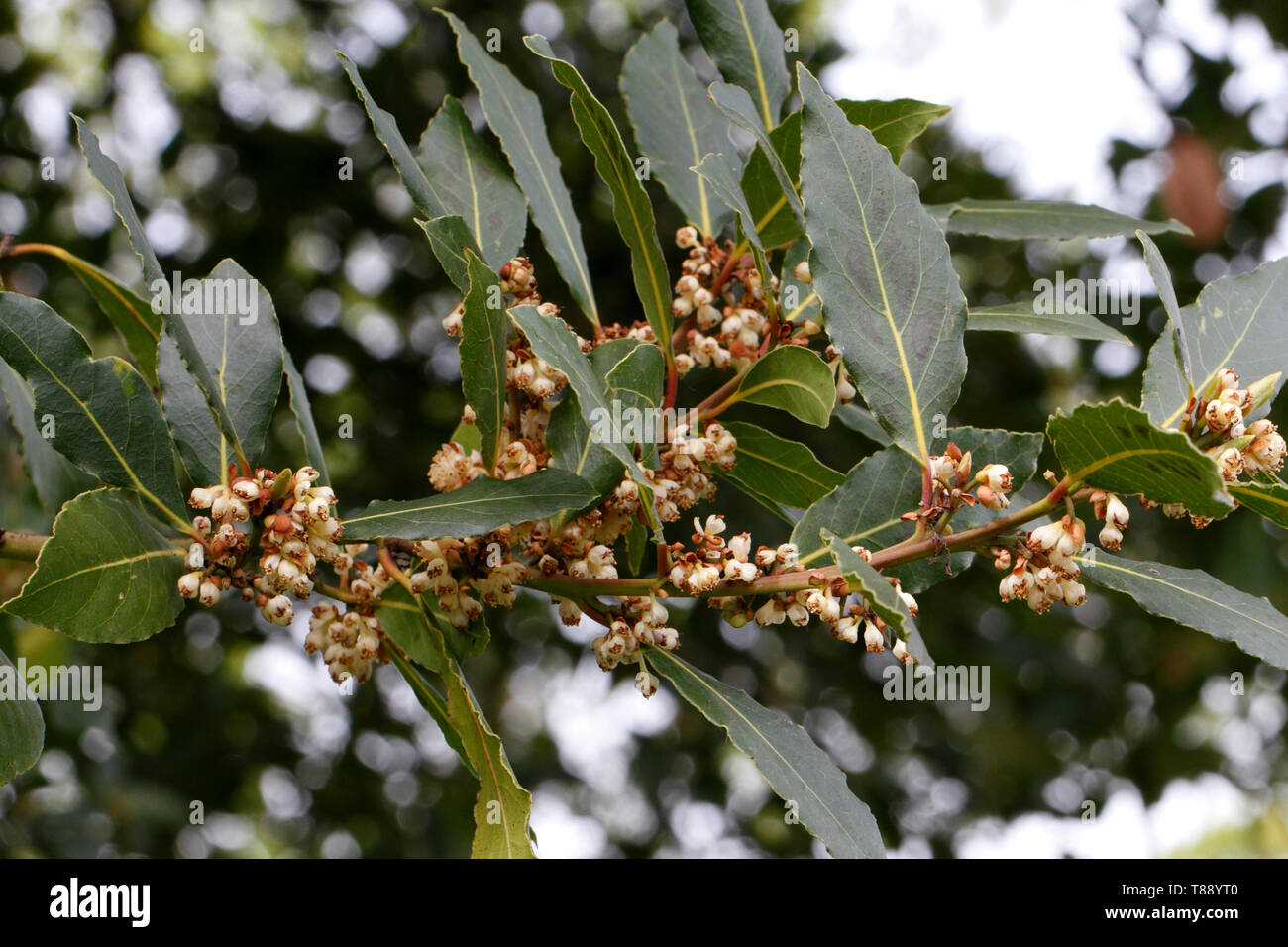 Bay tree with blossom flower buds at spring time. Laurus nobilis Stock ...