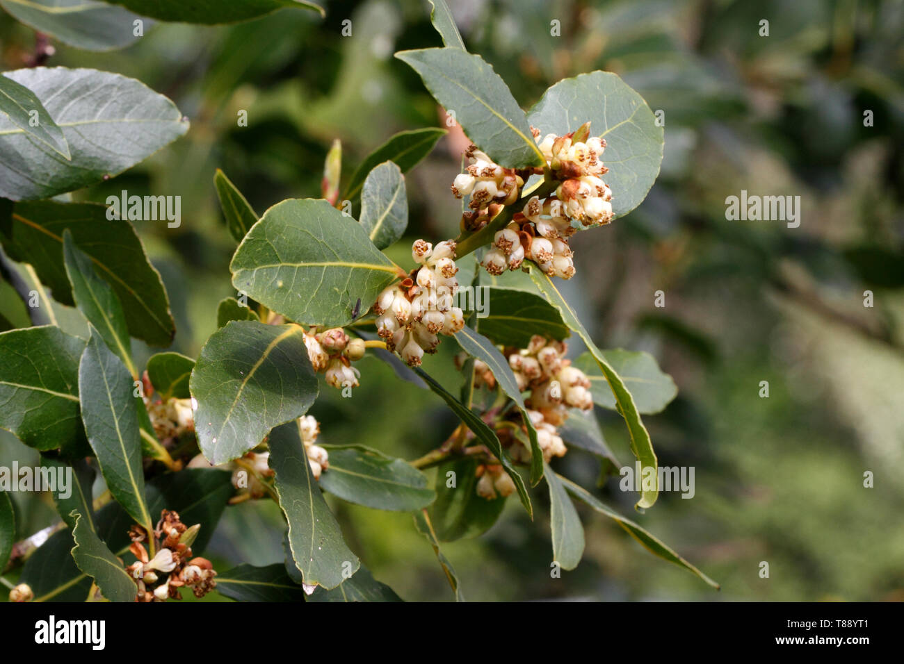 Laurus nobilis tree hi-res stock photography and images - Alamy