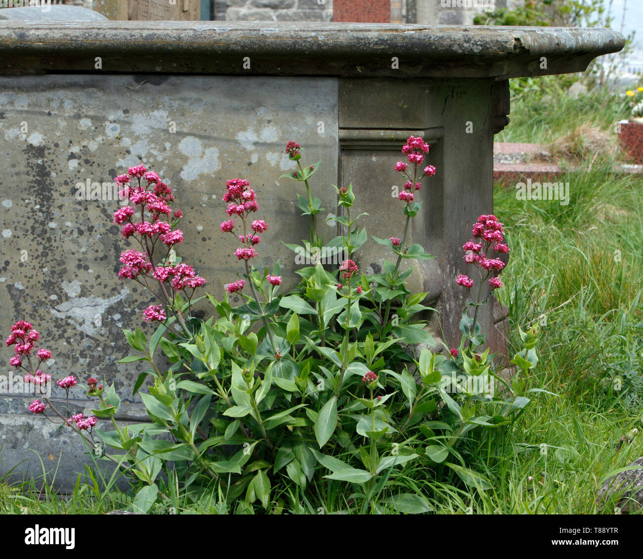 Graveyard wild flowers hi-res stock photography and images - Alamy