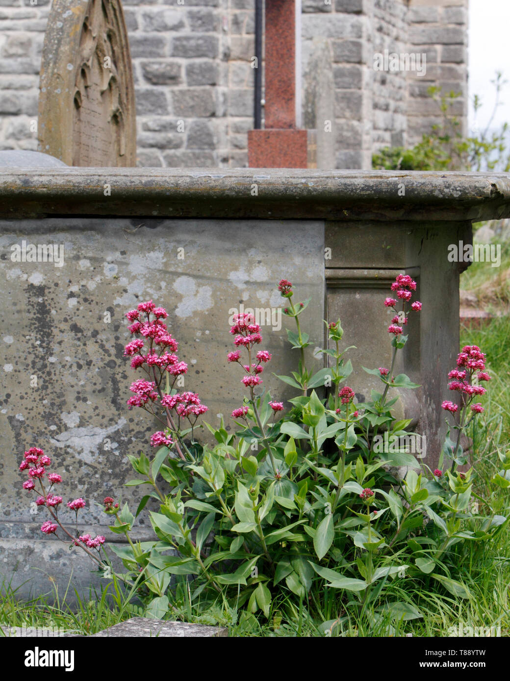 In loving memory flowers hi-res stock photography and images - Alamy