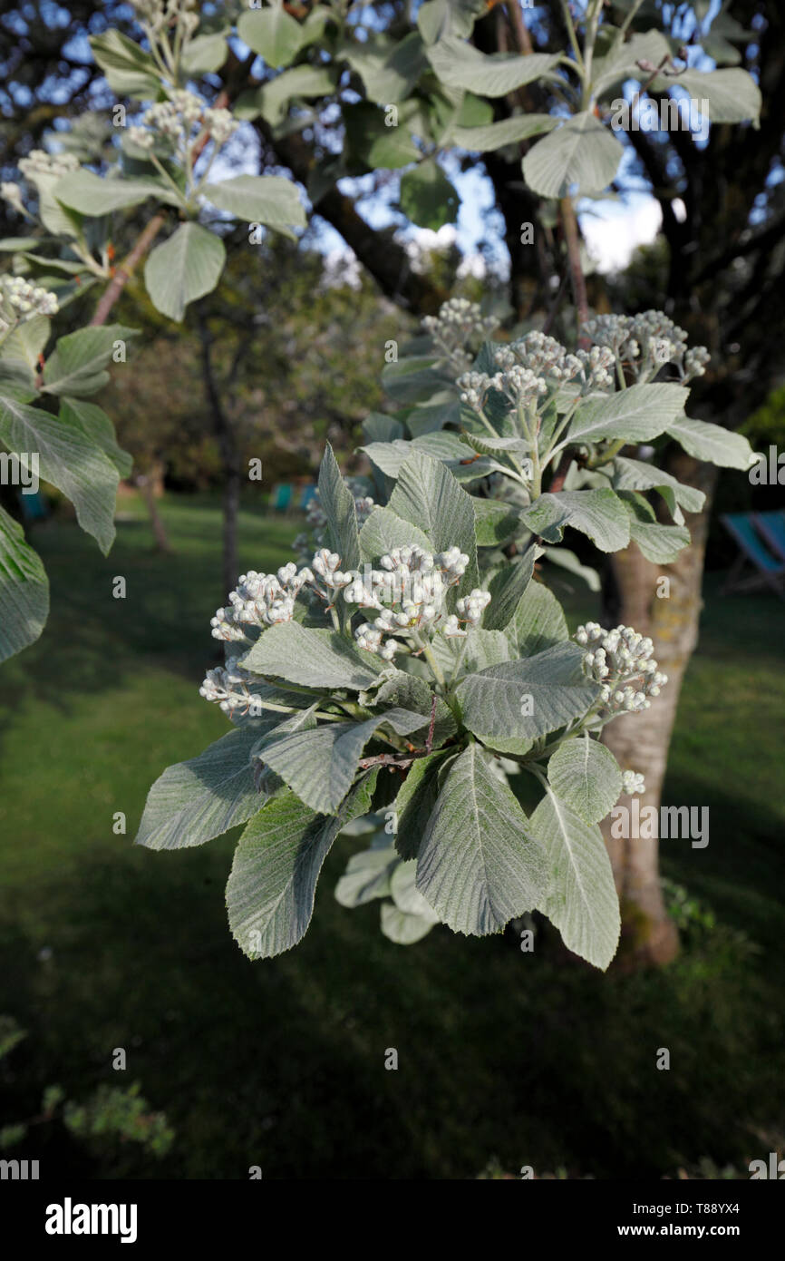 Sorbus aria. Whitebeam tree in springtime, buds forming among new ...