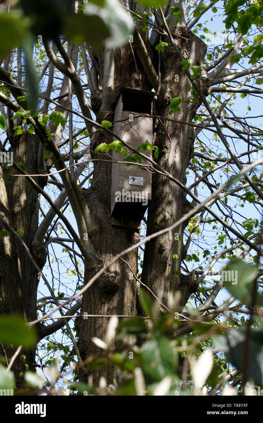 Hawk and Owl box Stock Photo - Alamy