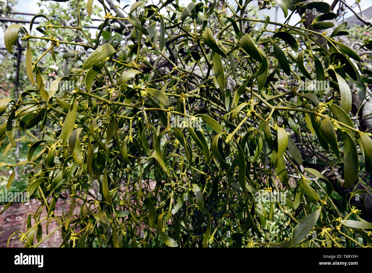 Ancient apple trees hi-res stock photography and images - Alamy