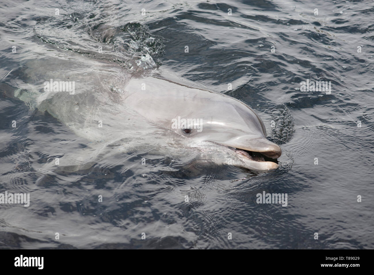 Dolphin in ocean face hi-res stock photography and images - Alamy