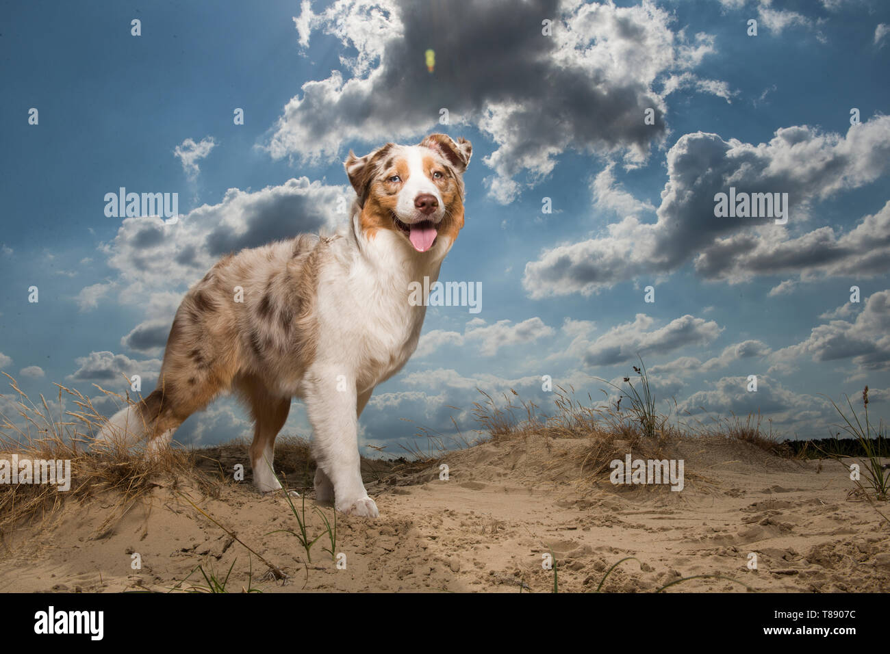 Australian shepherd standing hi-res stock photography and images - Alamy