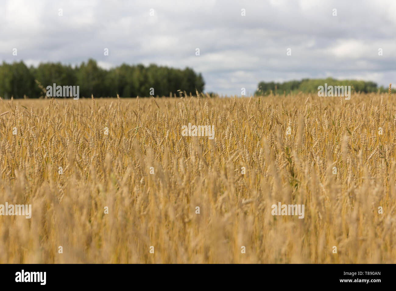 Yellow grain ready for harvest growing in a farm field Stock Photo - Alamy
