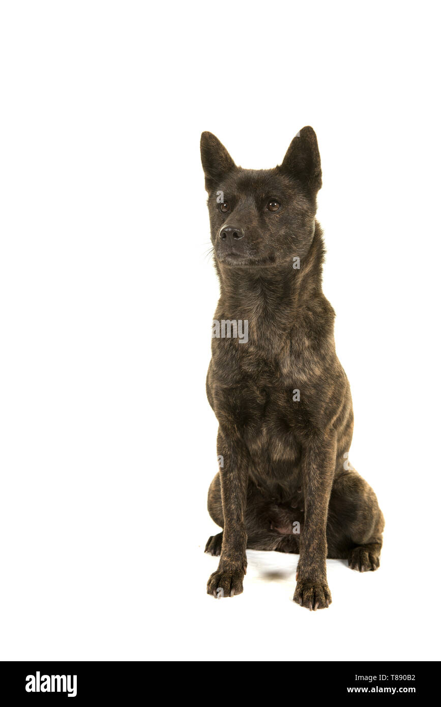 Female Kai Ken dog the national japanese breed sitting looking away ...
