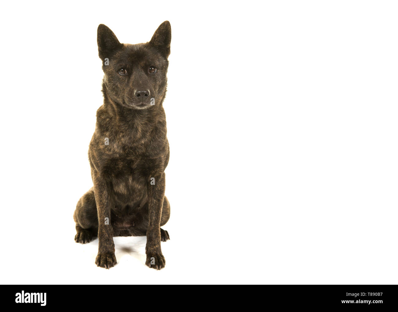 Female Kai Ken dog the national japanese breed lying down looking at ...