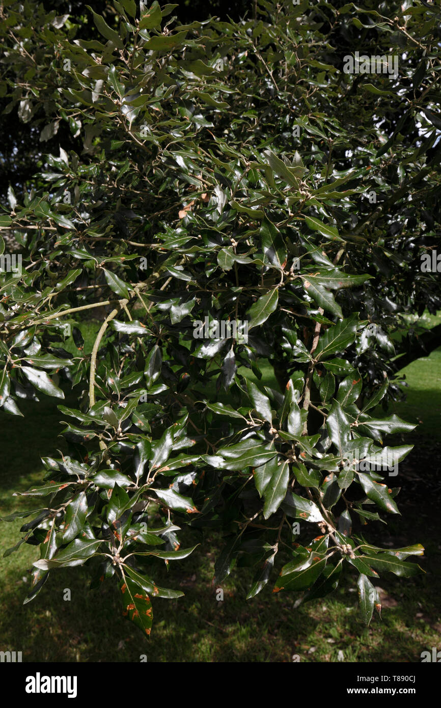 Quecus ilex. Holm Oak. Leaves, including rust and early signs of Oak ...