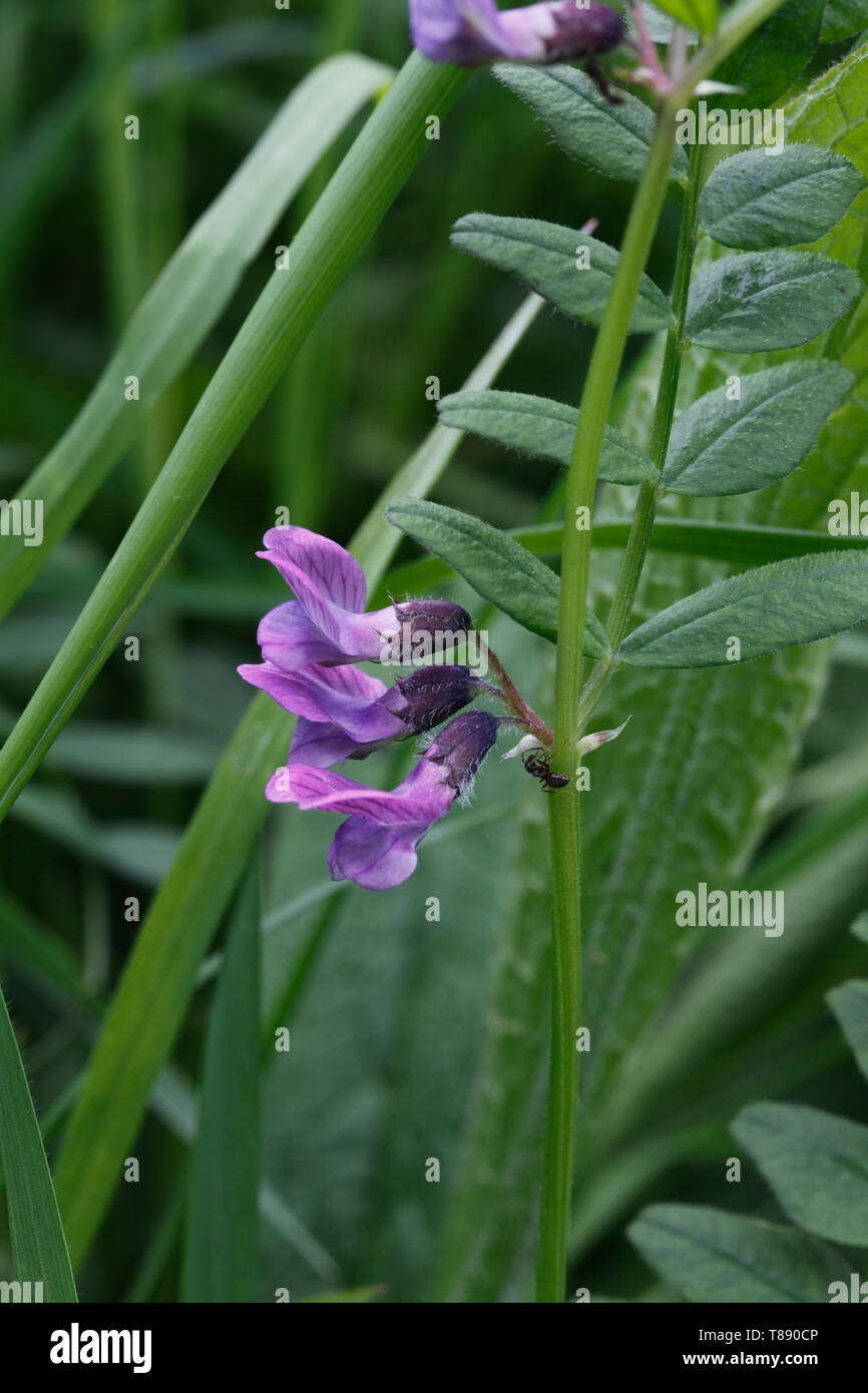 Bush Vetch, Vicia sepium Stock Photo - Alamy