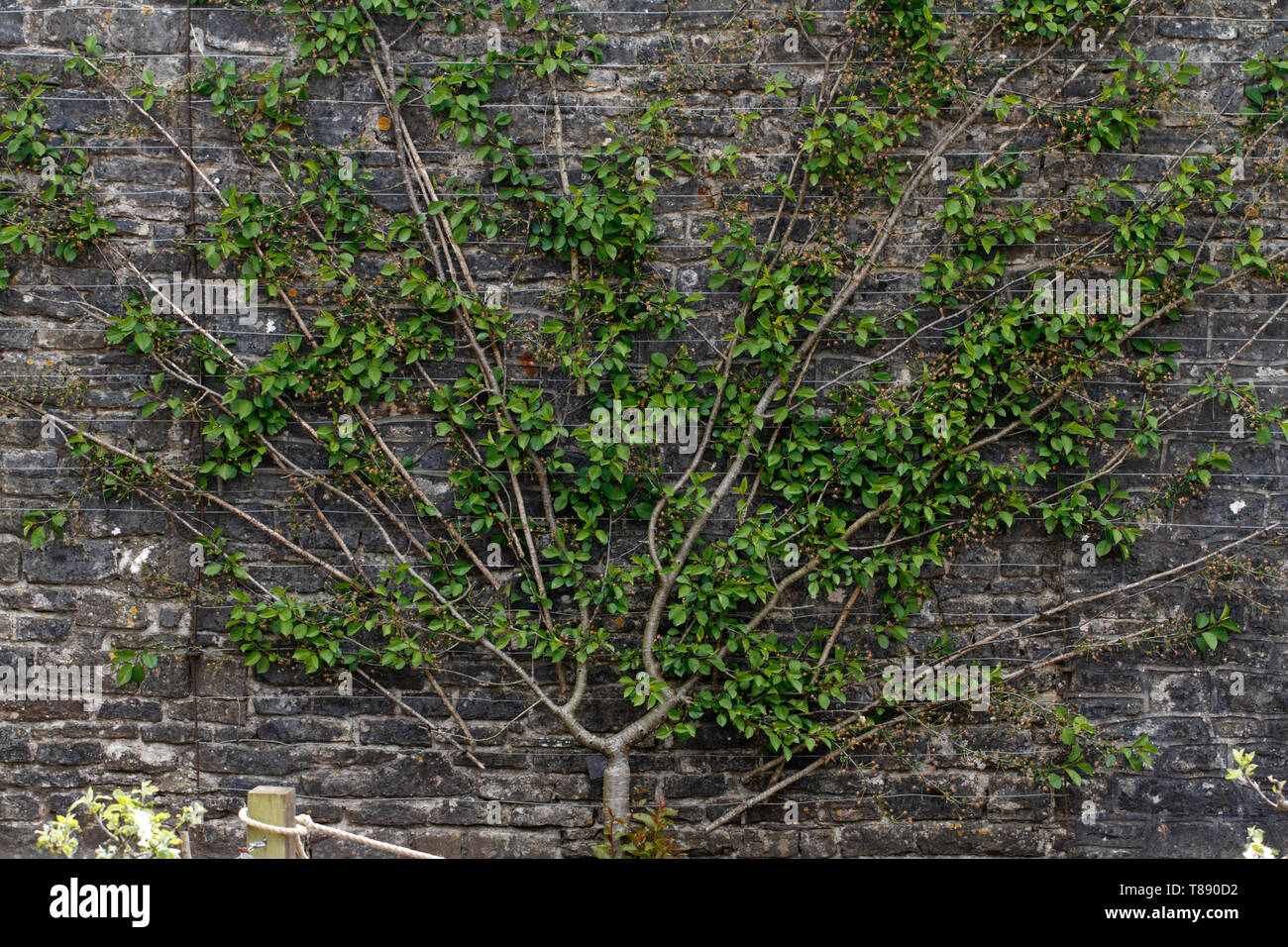 Fan shaped tree hi-res stock photography and images - Alamy