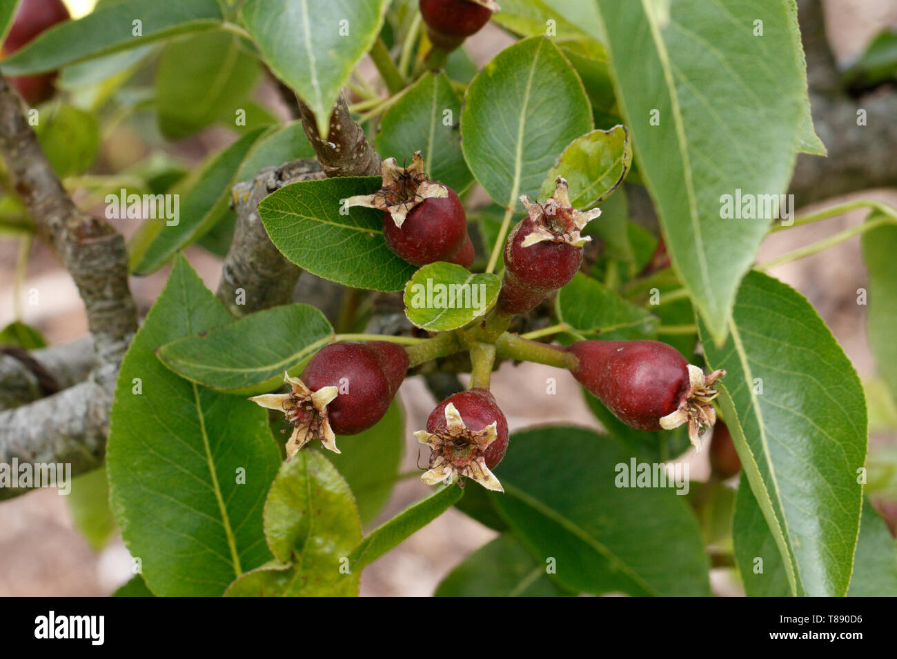 Guyot hi-res stock photography and images - Alamy