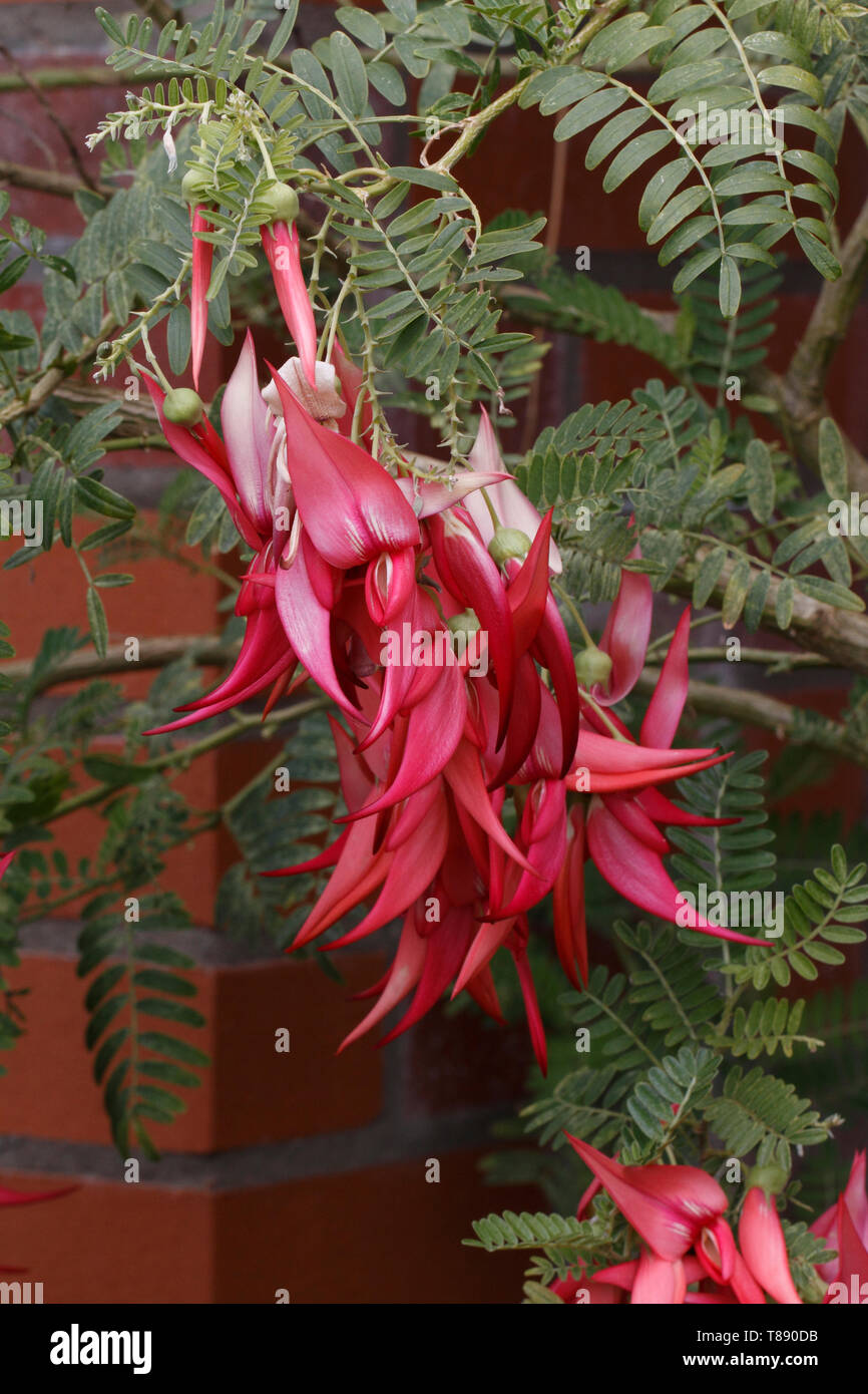 Papilionaceae fabaceae hi-res stock photography and images - Alamy