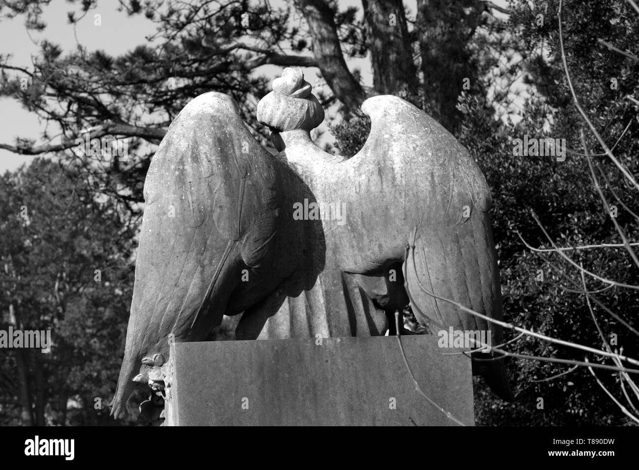 Back view of angel wings hi-res stock photography and images - Alamy