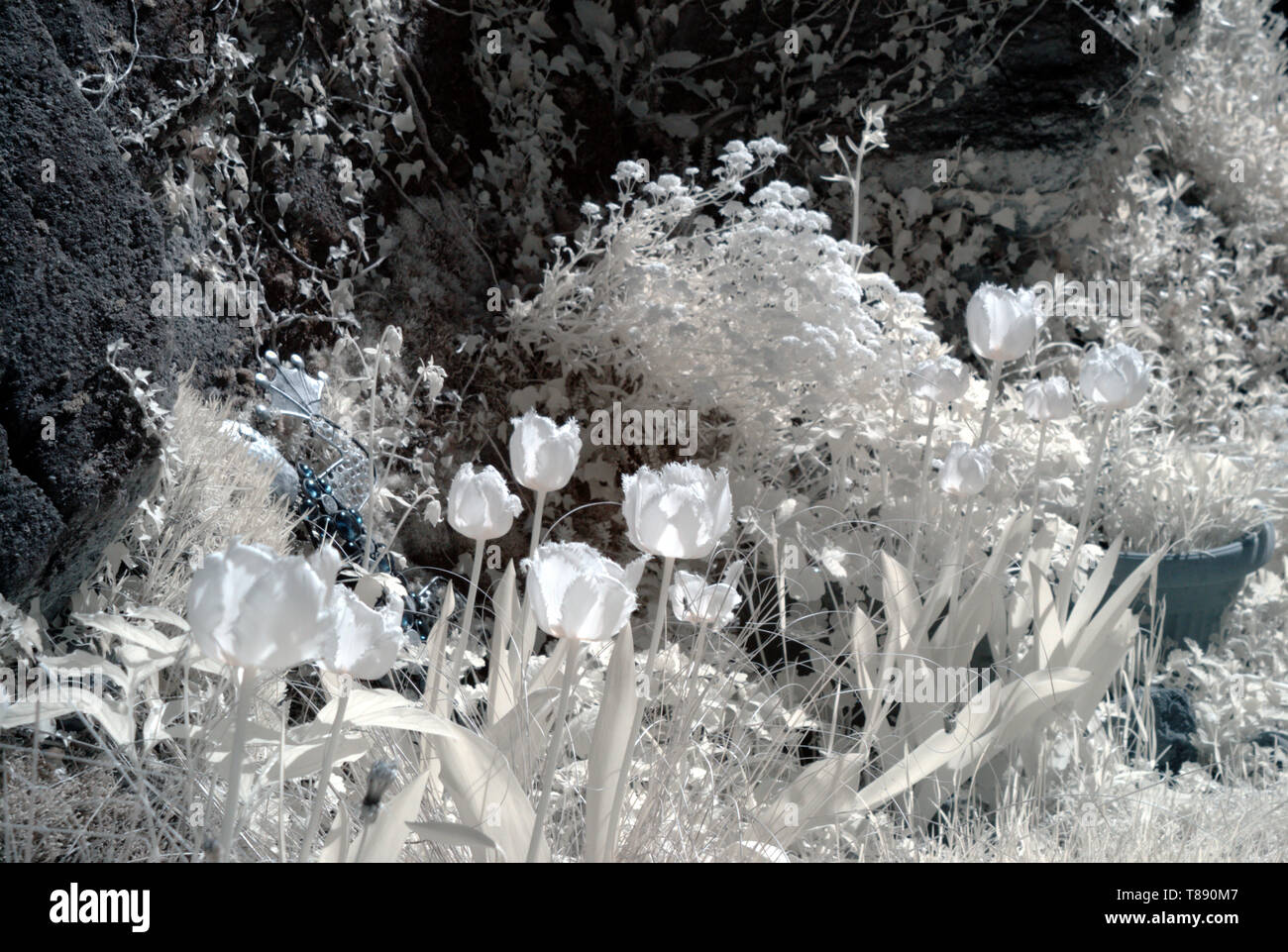 Spring flowers shot in infra-red Stock Photo - Alamy