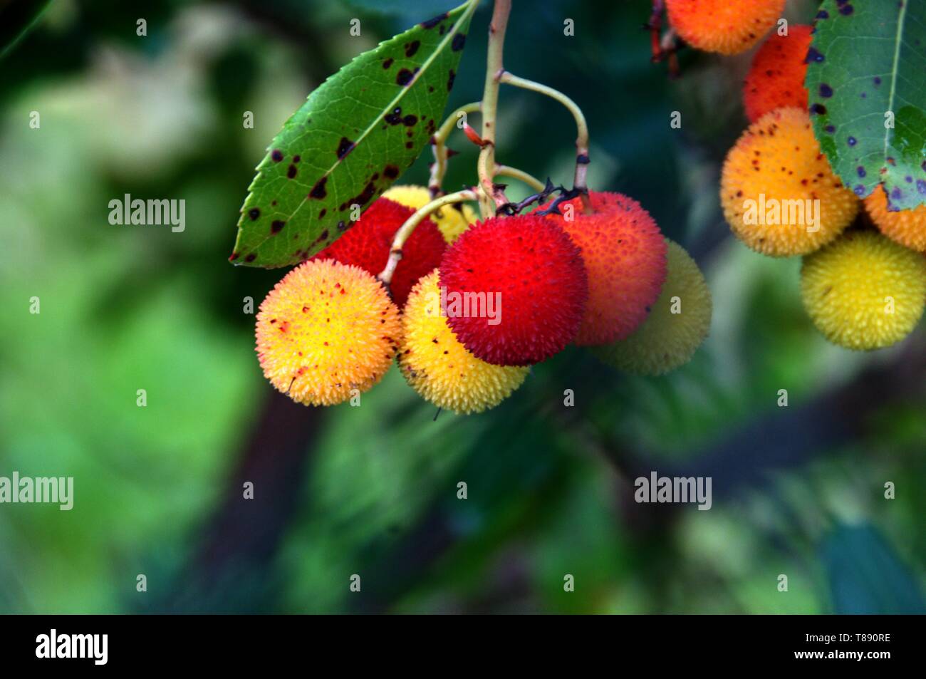 Arbutus unedo; strawberry tree fruiting in Tuscan garden Stock Photo ...